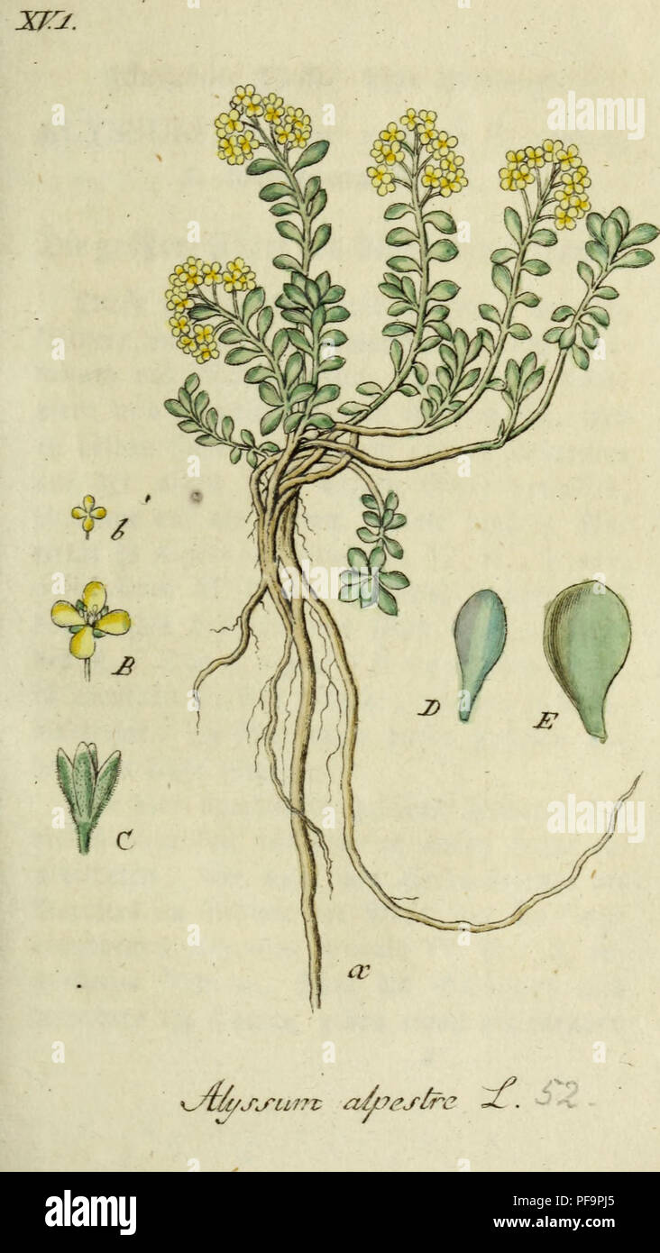 This botanical reference presents a detailed and illustrated account of ...