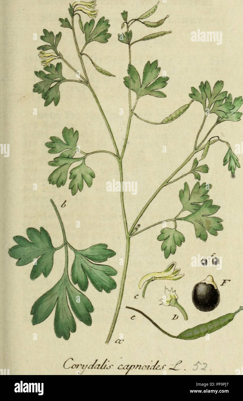 This botanical work provides a series of illustrations of the plants ...