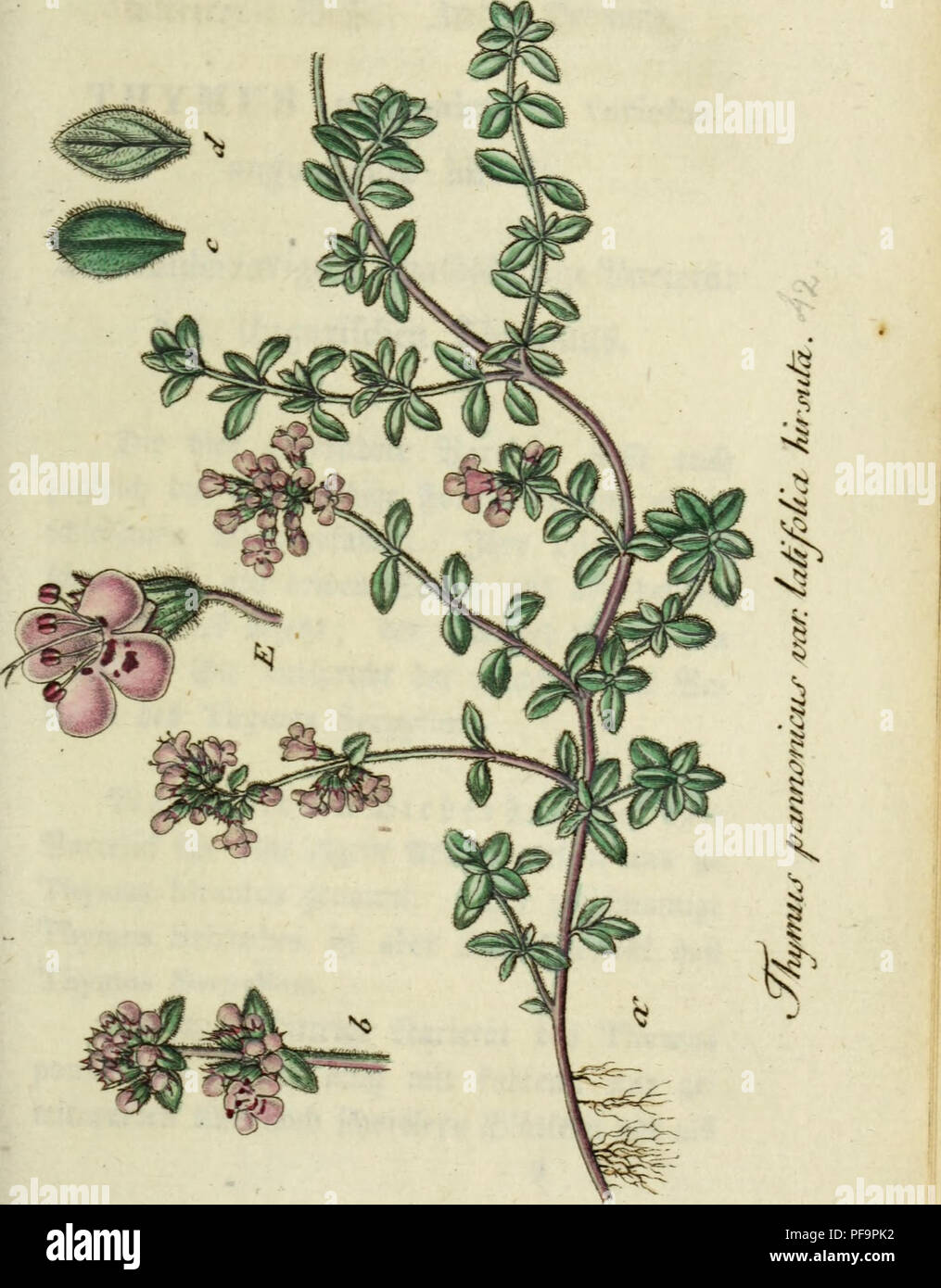 This work by Jacob Sturm presents detailed botanical illustrations of ...