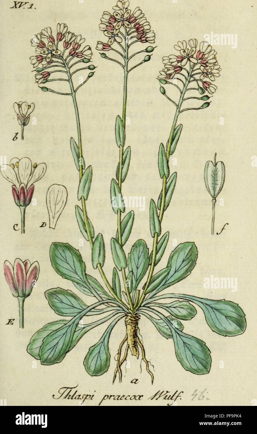 This botanical work by Jacob Sturm presents detailed illustrations of ...