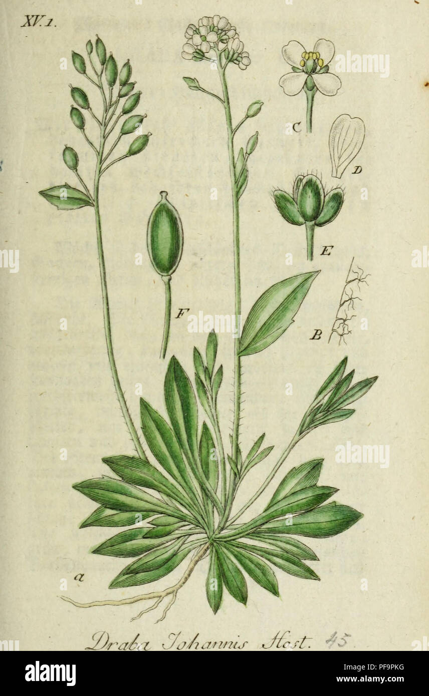 This work presents images of German flora, offering accurate ...