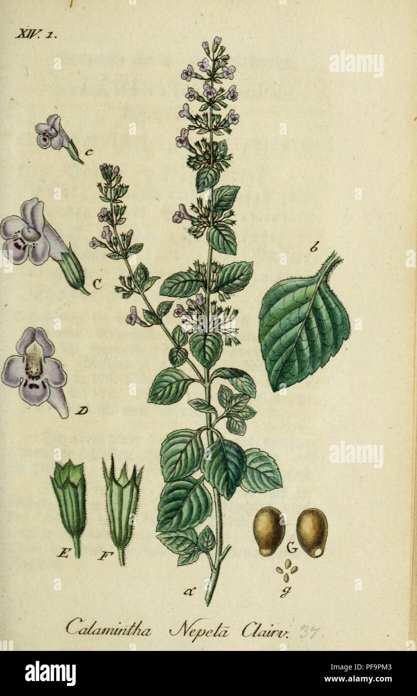 Jacob Sturm’s *Deutschlands Flora* provides detailed botanical ...