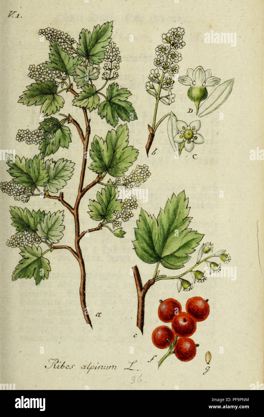 This work presents detailed botanical illustrations of Germany's flora ...