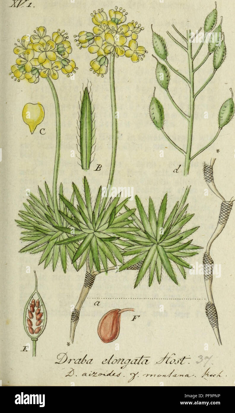 A botanical illustration of Germany’s native flora, showcasing various ...
