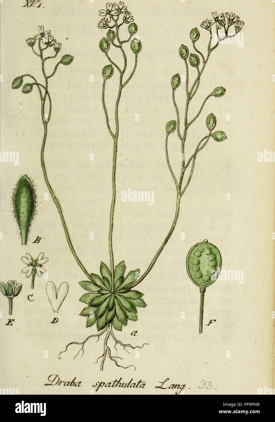 This botanical work by Jacob Sturm showcases German flora with natural ...