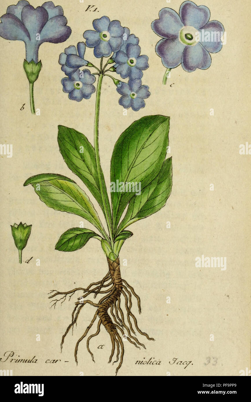 Illustrations of Germany's native plants by Jacob Sturm, offering ...