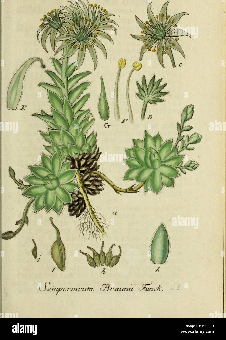 A botanical illustration from 'Deutschlands flora' depicting native ...
