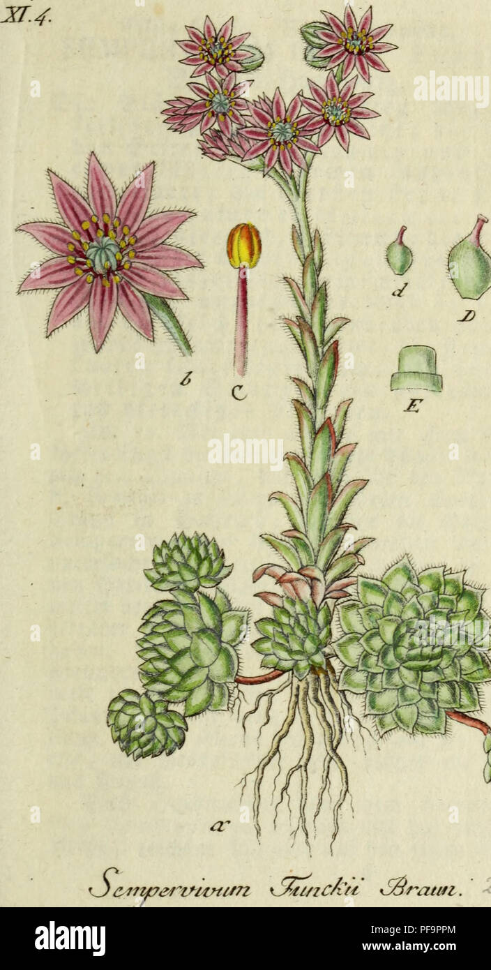 This work presents illustrations of the flora of Germany, providing a ...