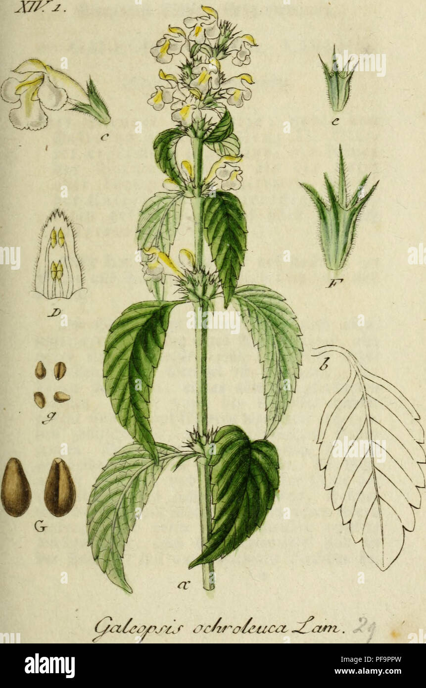 Illustrations of German flora, focusing on various plant species and ...