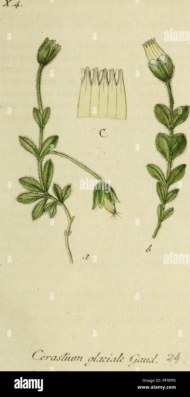 This botanical work by Jacob Sturm illustrates the flora of Germany ...