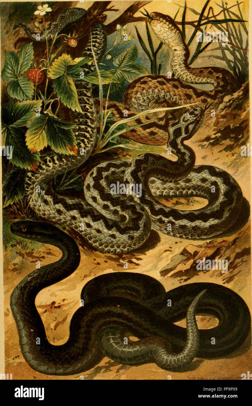The illustration depicts various species of European vipers, including ...