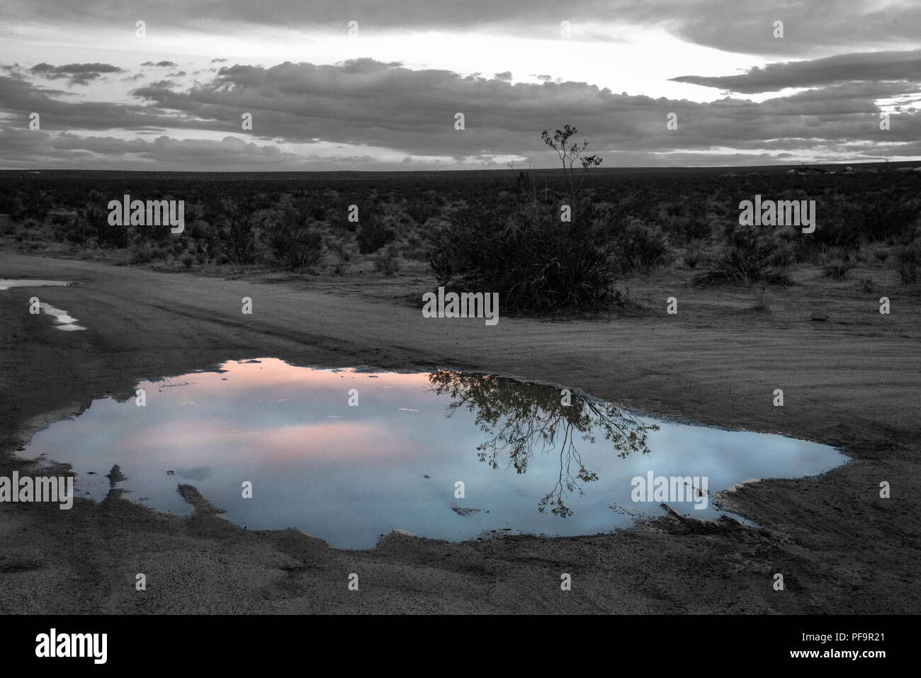 A rain puddle after the storm captures the colorful sunset Stock Photo ...