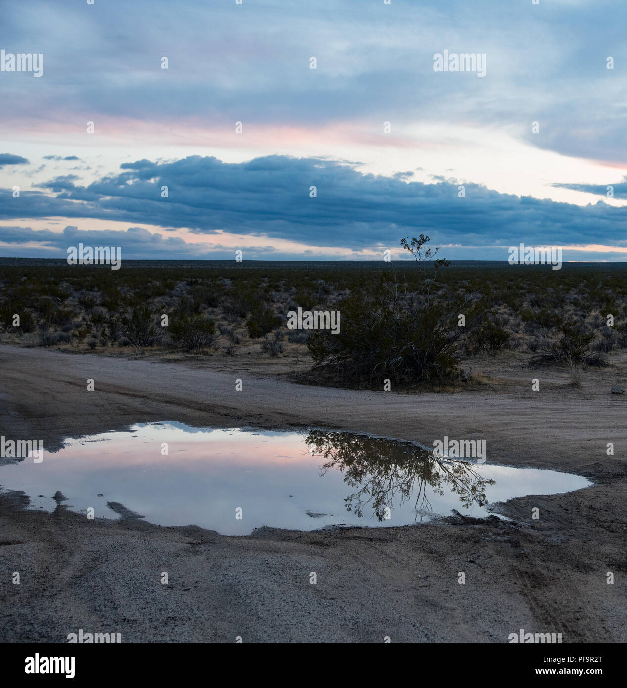 A rain puddle after the storm captures the colorful sunset Stock Photo ...