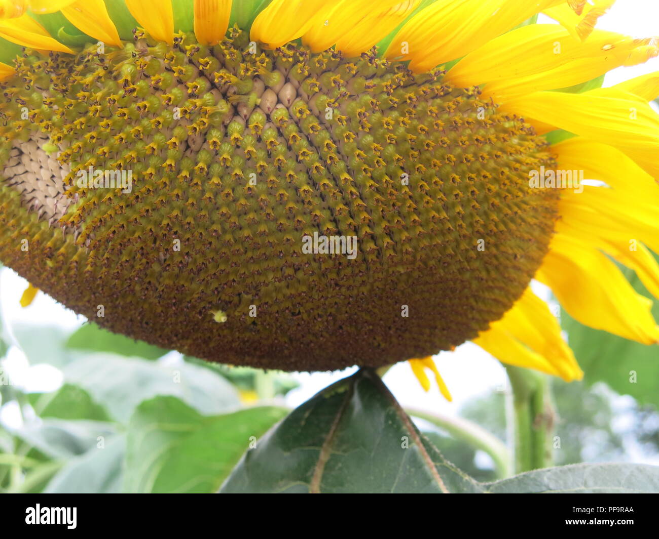 Close-up photo looking up into a very large sunflower head; the easiest ...