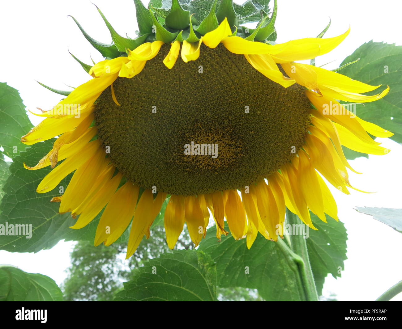 Close-up photo looking up into a very large sunflower head; the easiest ...