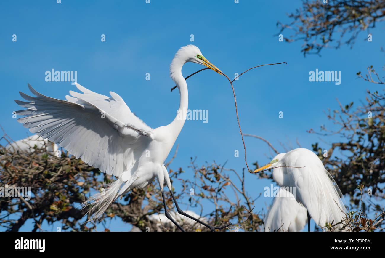 White egret gathering nest building material Stock Photo - Alamy