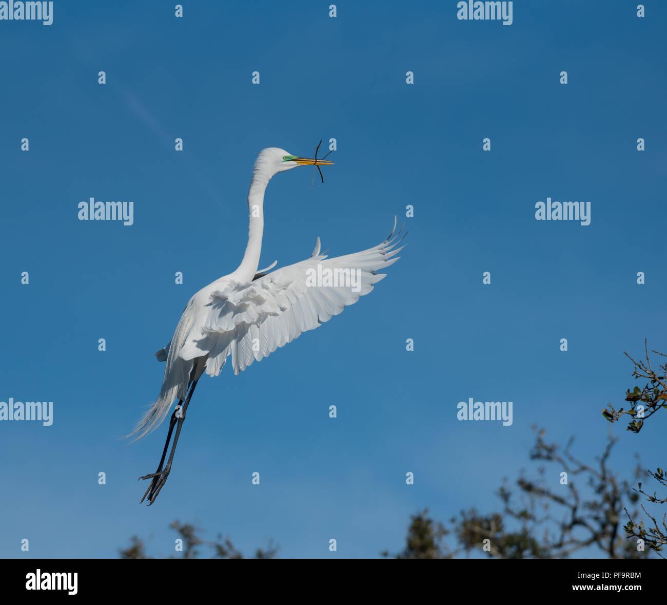 Egret nest building hi-res stock photography and images - Alamy