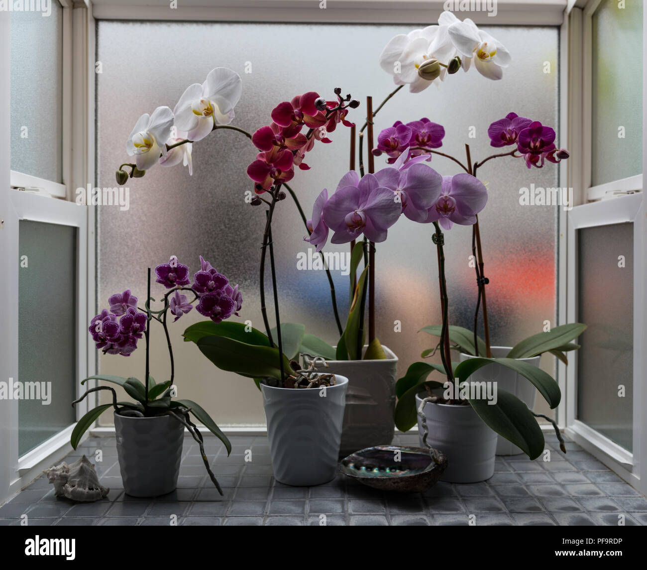 Orchid garden in a greenhouse window with various colored phalaenopsis ...