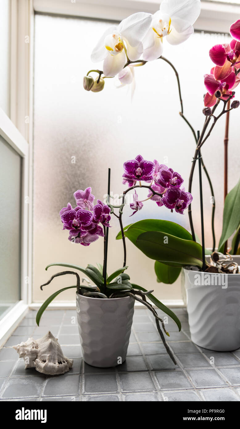 Orchid garden in a greenhouse window with various colored phalaenopsis ...