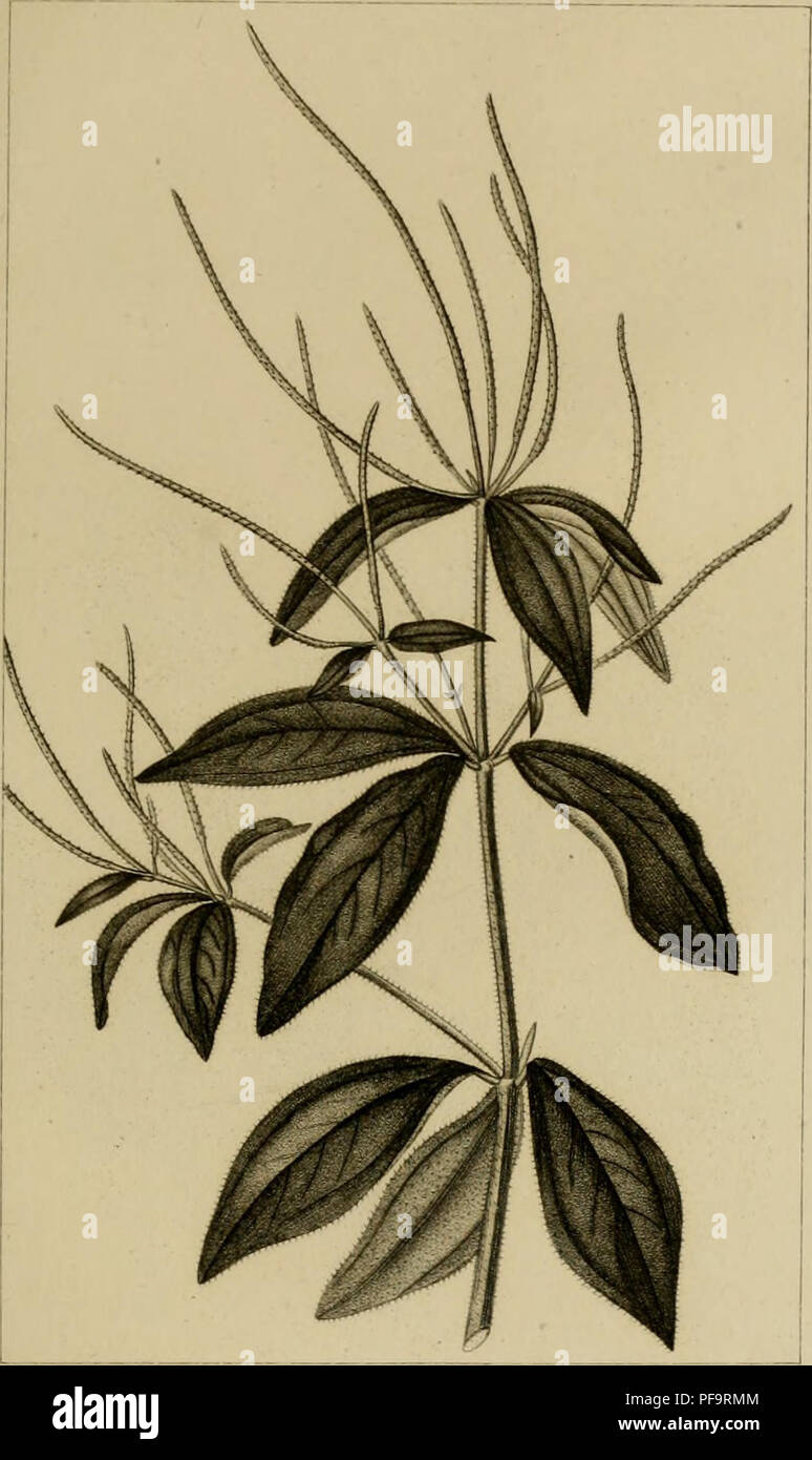 This dictionary provides a systematic overview of natural science ...