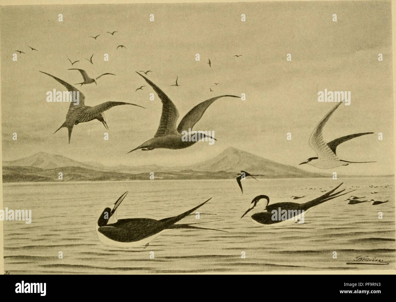 The German South Polar Expedition (1901-1903) led by the ship *Gauss ...