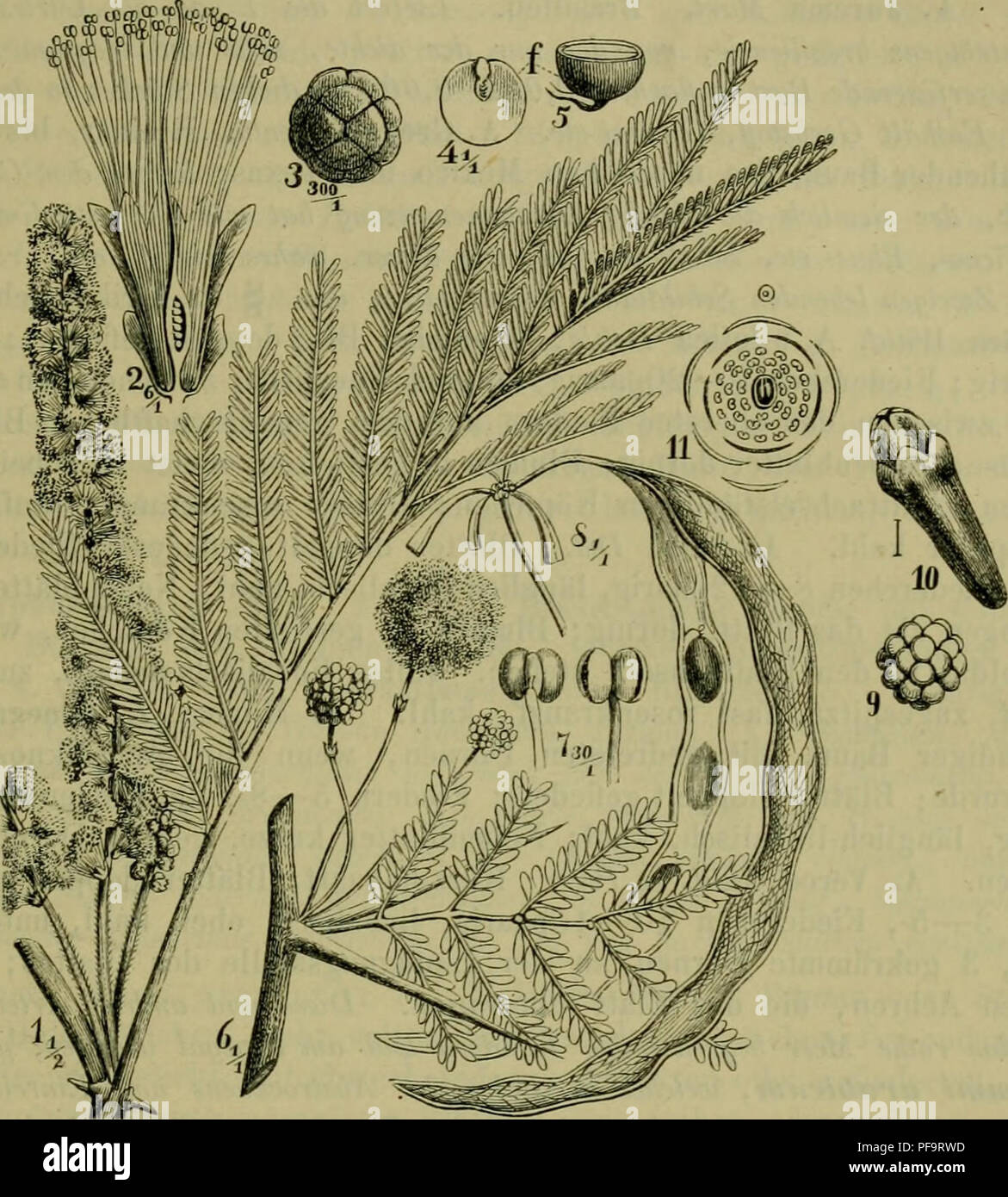 This German botanical guide provides an overview of the medicinal ...