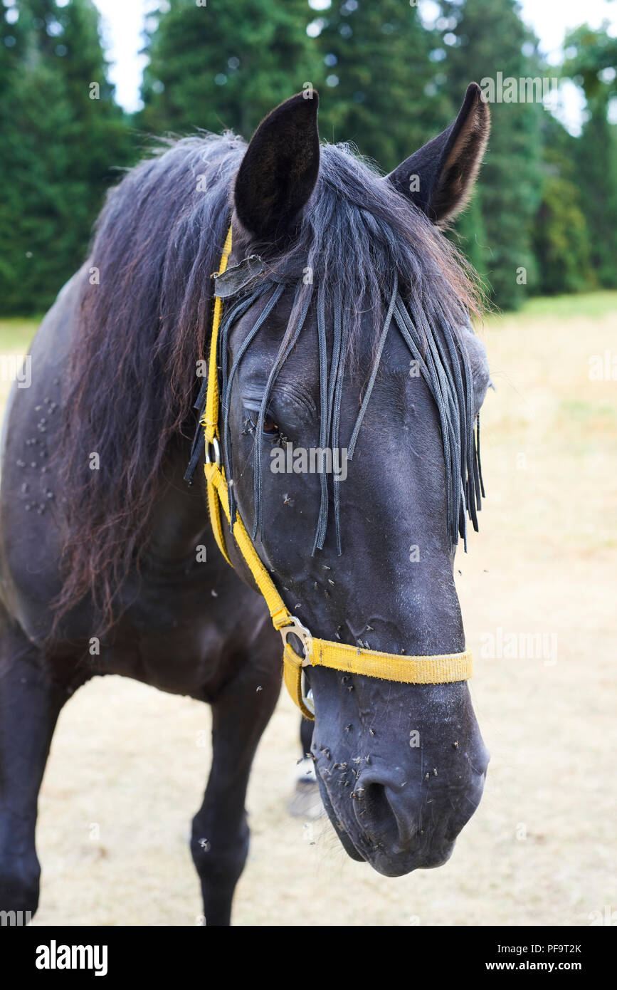 Horse with lots of flies on face and eyes on grazing. Horse suffering ...
