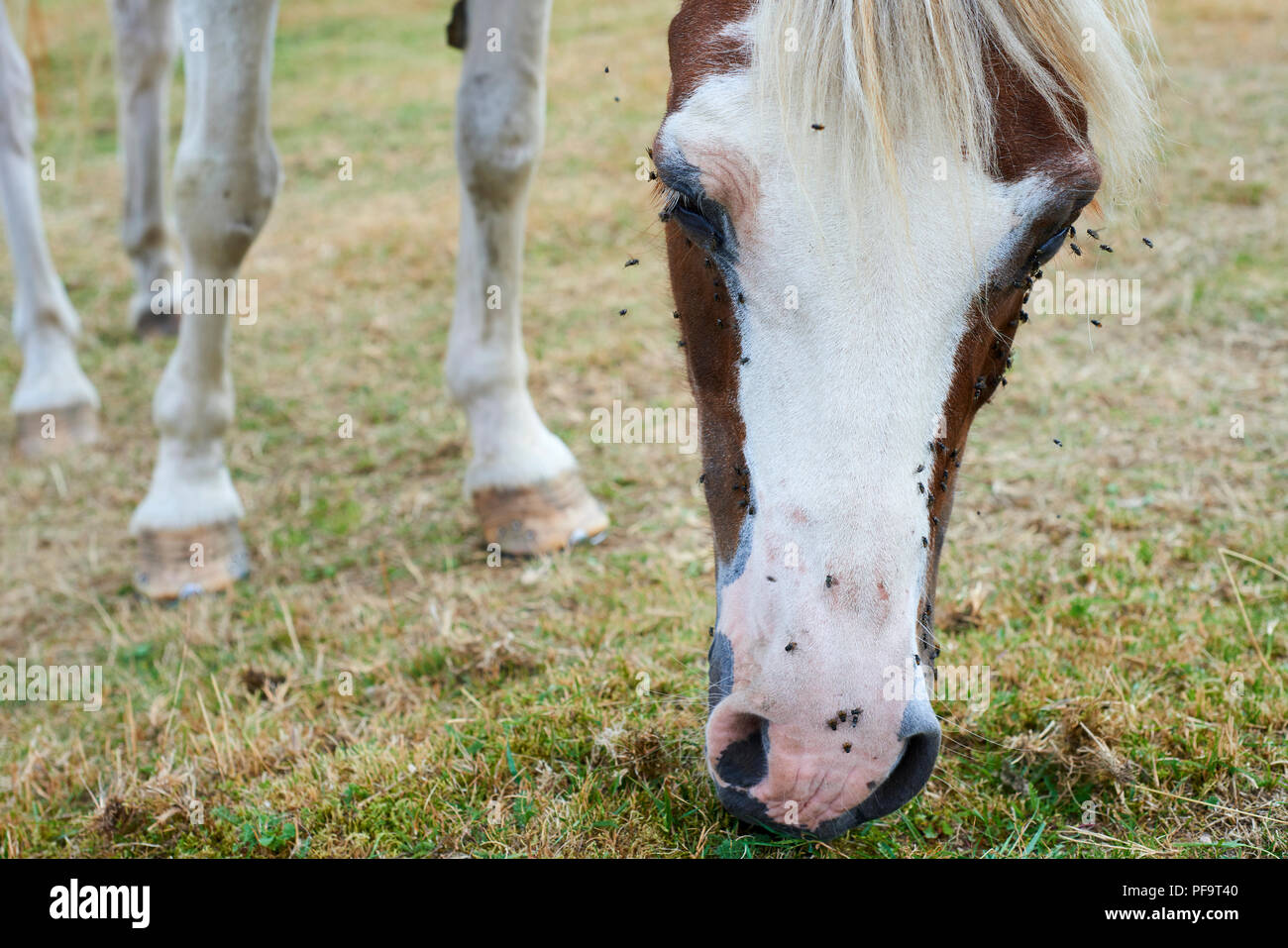 Horse with lots of flies on face and eyes on grazing. Horse suffering ...