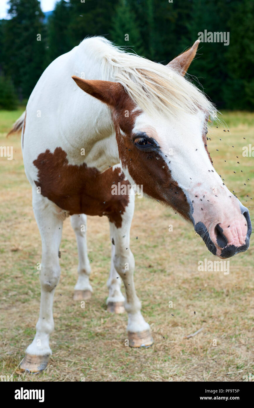 Horse with lots of flies on face and eyes on grazing. Horse suffering ...