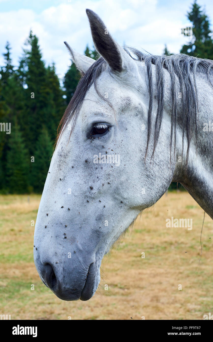 Horse with lots of flies on face and eyes on grazing. Horse suffering ...