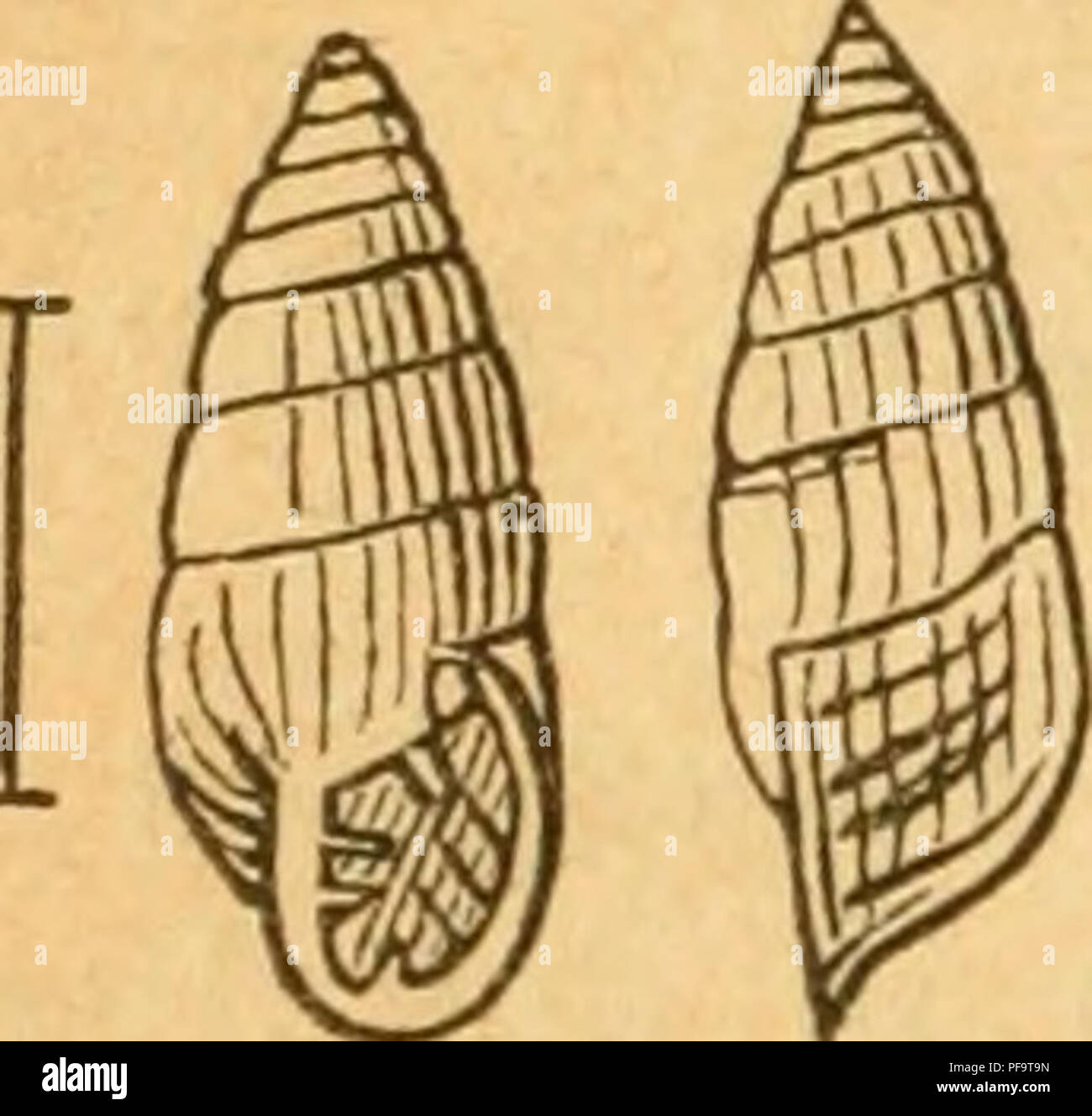 Broader understanding of molluscan biodiversity hi-res stock ...