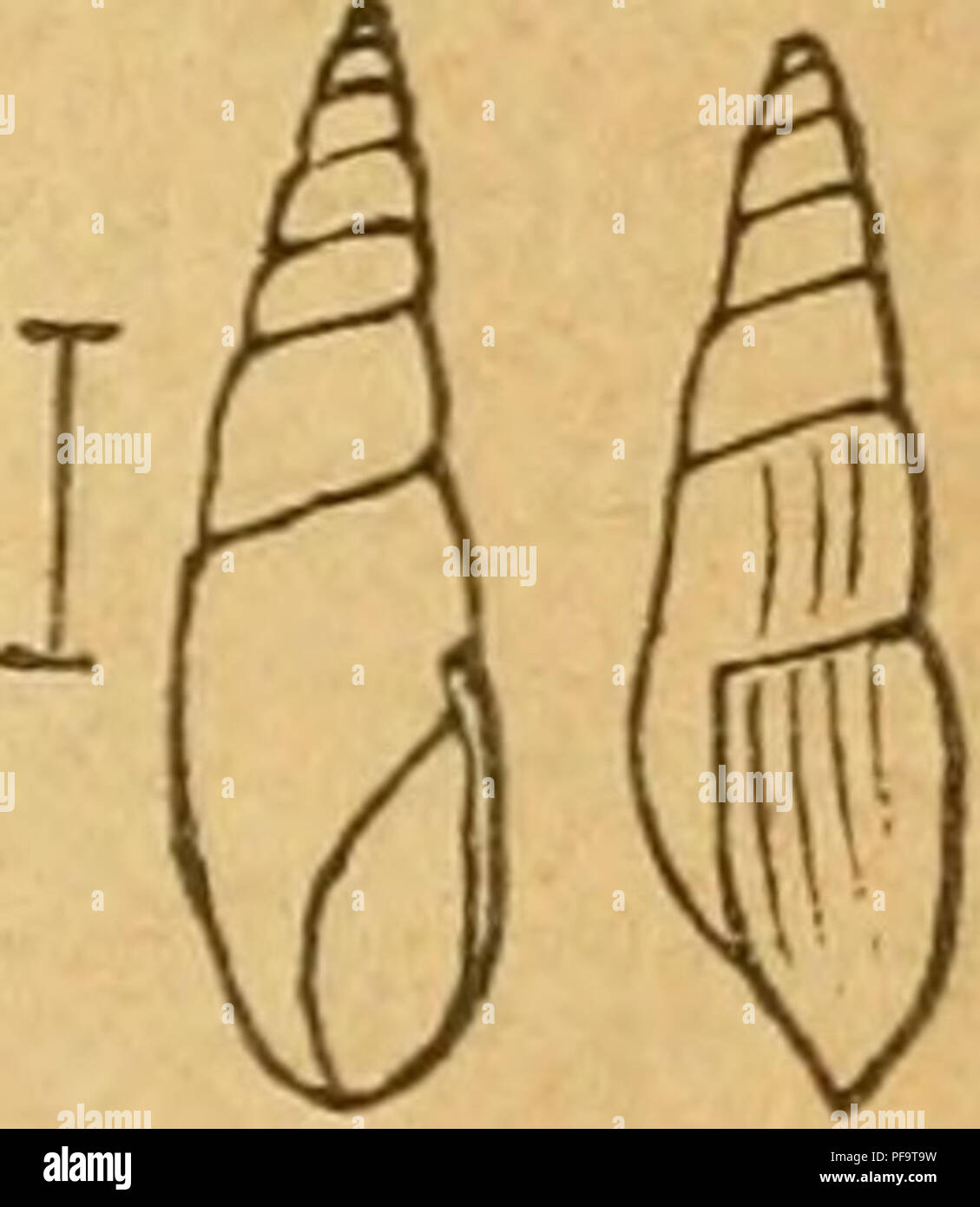 This detailed description from the German mollusk fauna document ...