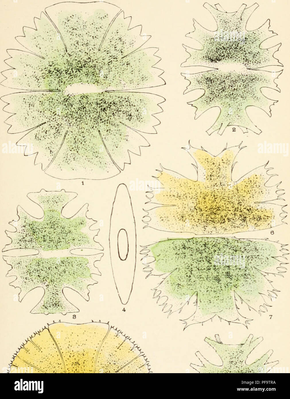 This work catalogs the Desmidiaceae family and includes detailed ...