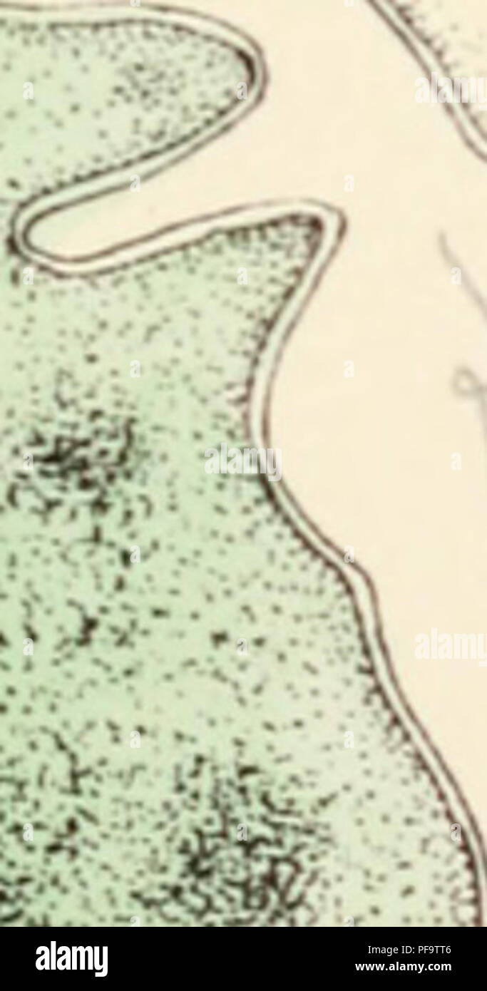 This work provides an in-depth study of the Desmidiaceae family of ...