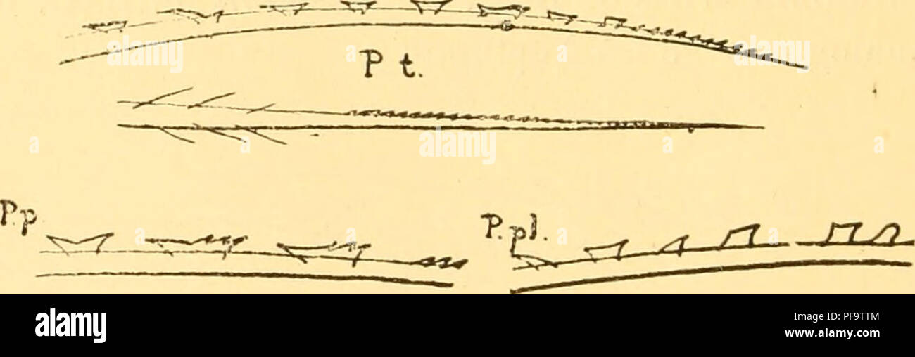 This study examines respiratory mechanisms in decapod crustaceans ...