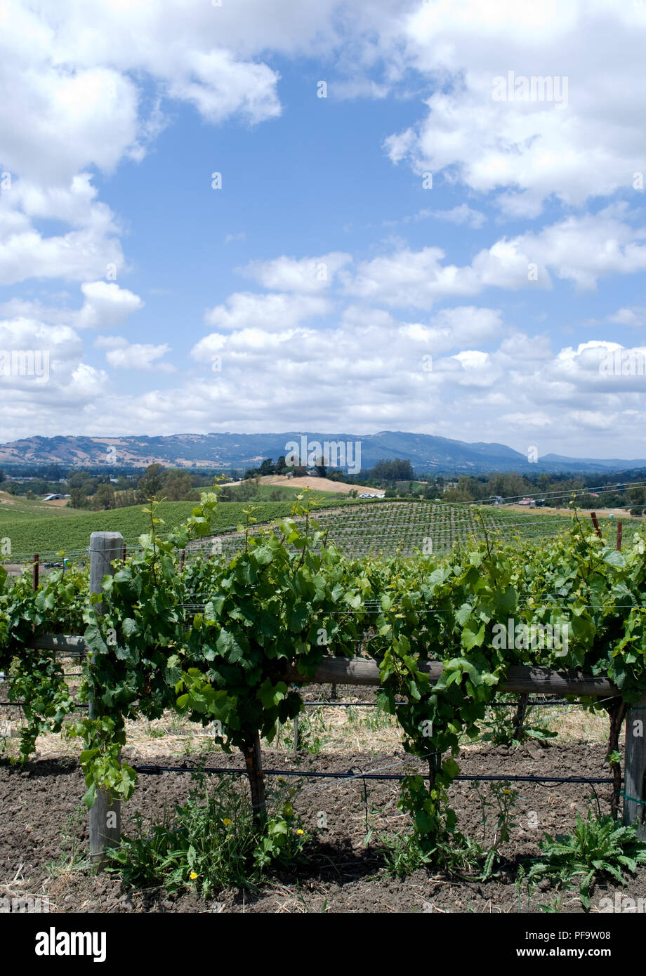 Napa and Sonoma County landscapes in California Wine Country Stock ...