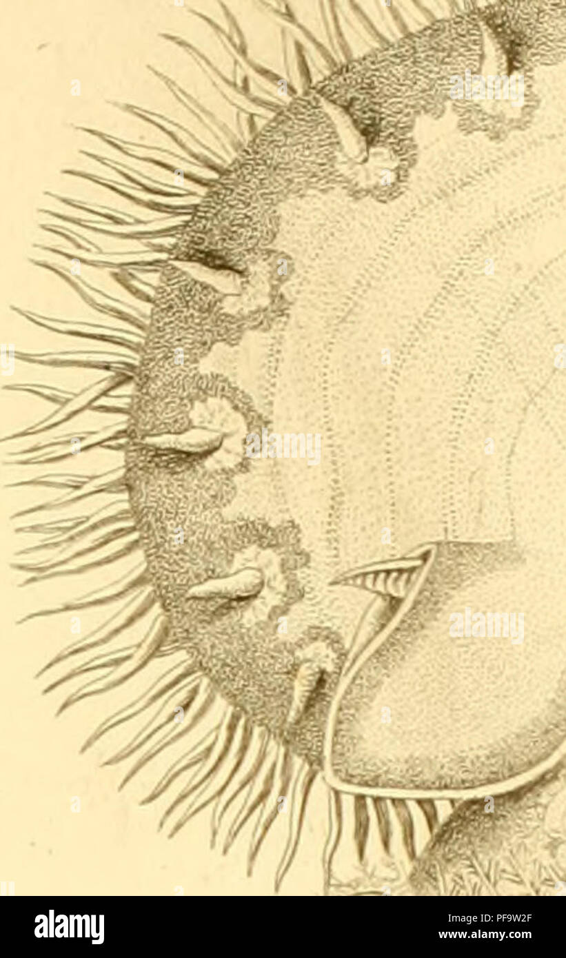 This work, translated as 'Description and Anatomy of Invertebrate ...