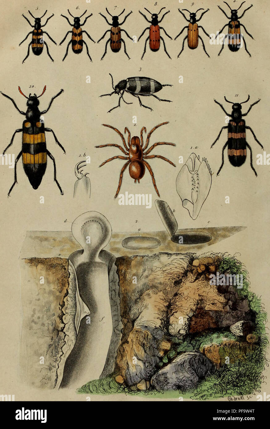 This dictionary presents a detailed overview of natural history ...