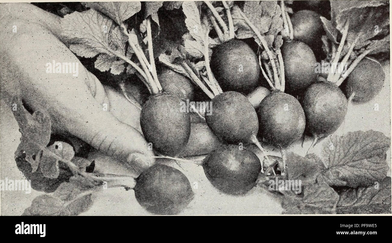 Giant radish hi-res stock photography and images - Alamy