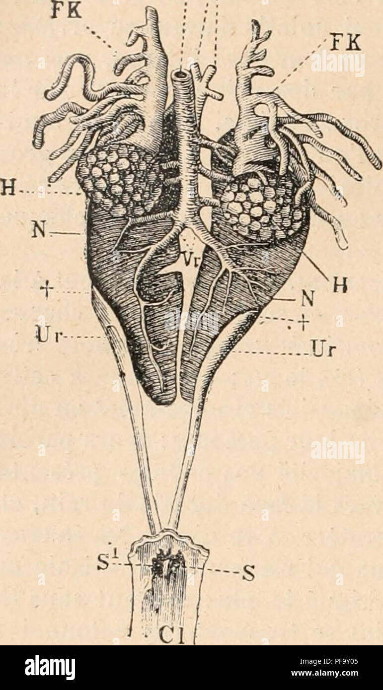 Male Frog Reproductive System Diagram