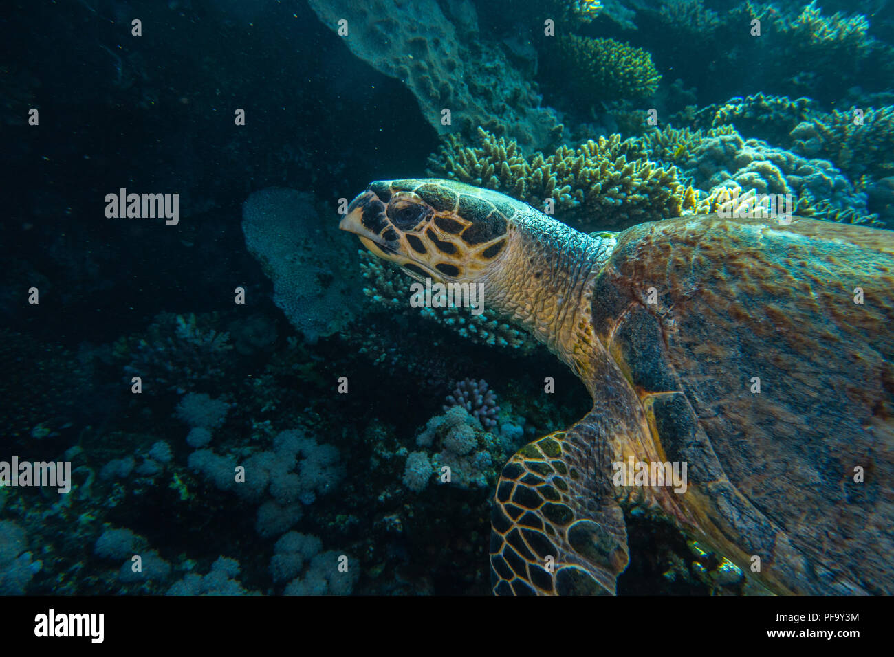Hawksbill sea turtle in the Red Sea, dahab, blue lagoon sinai a.e Stock ...