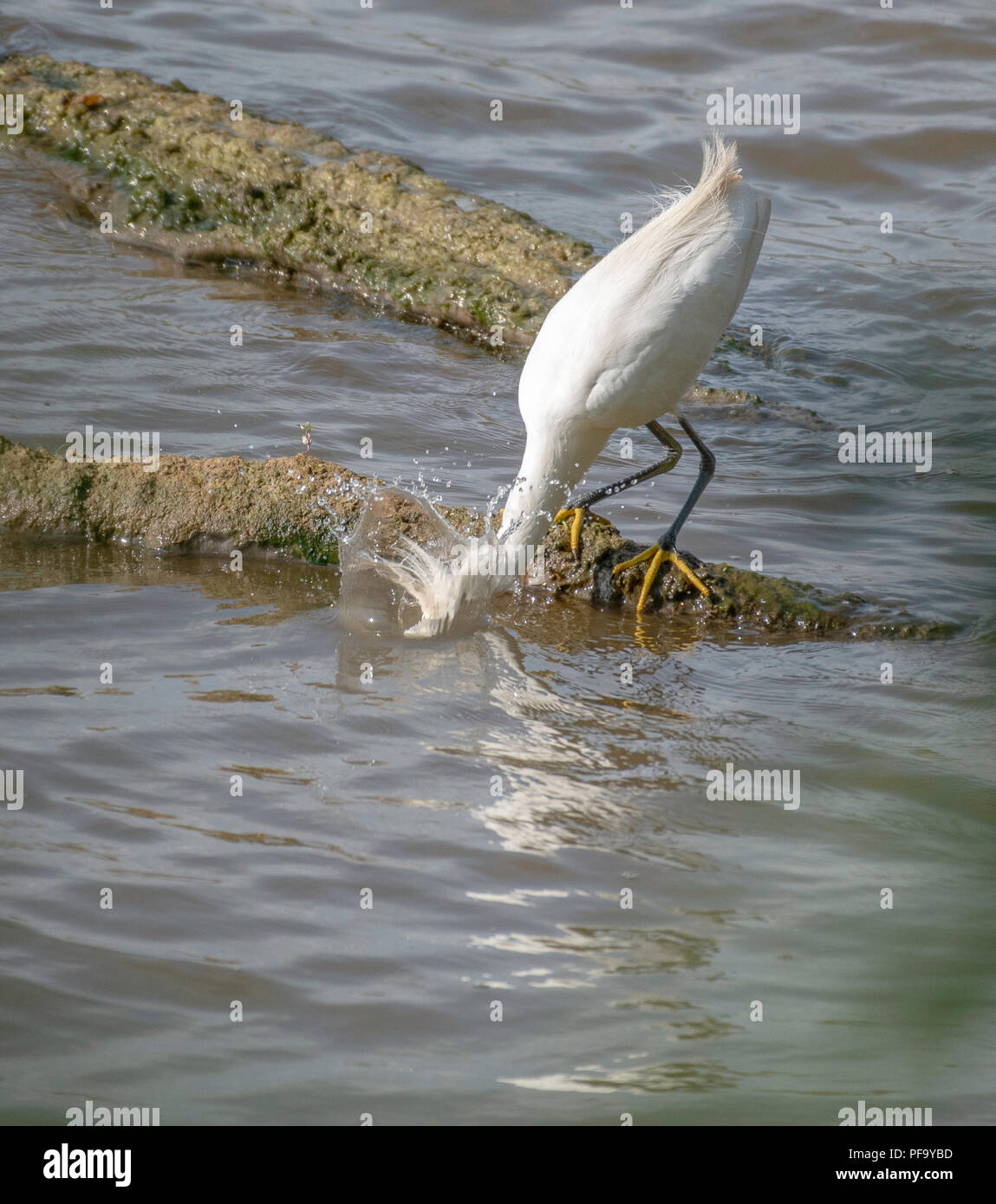 Snatches prey hi-res stock photography and images - Alamy