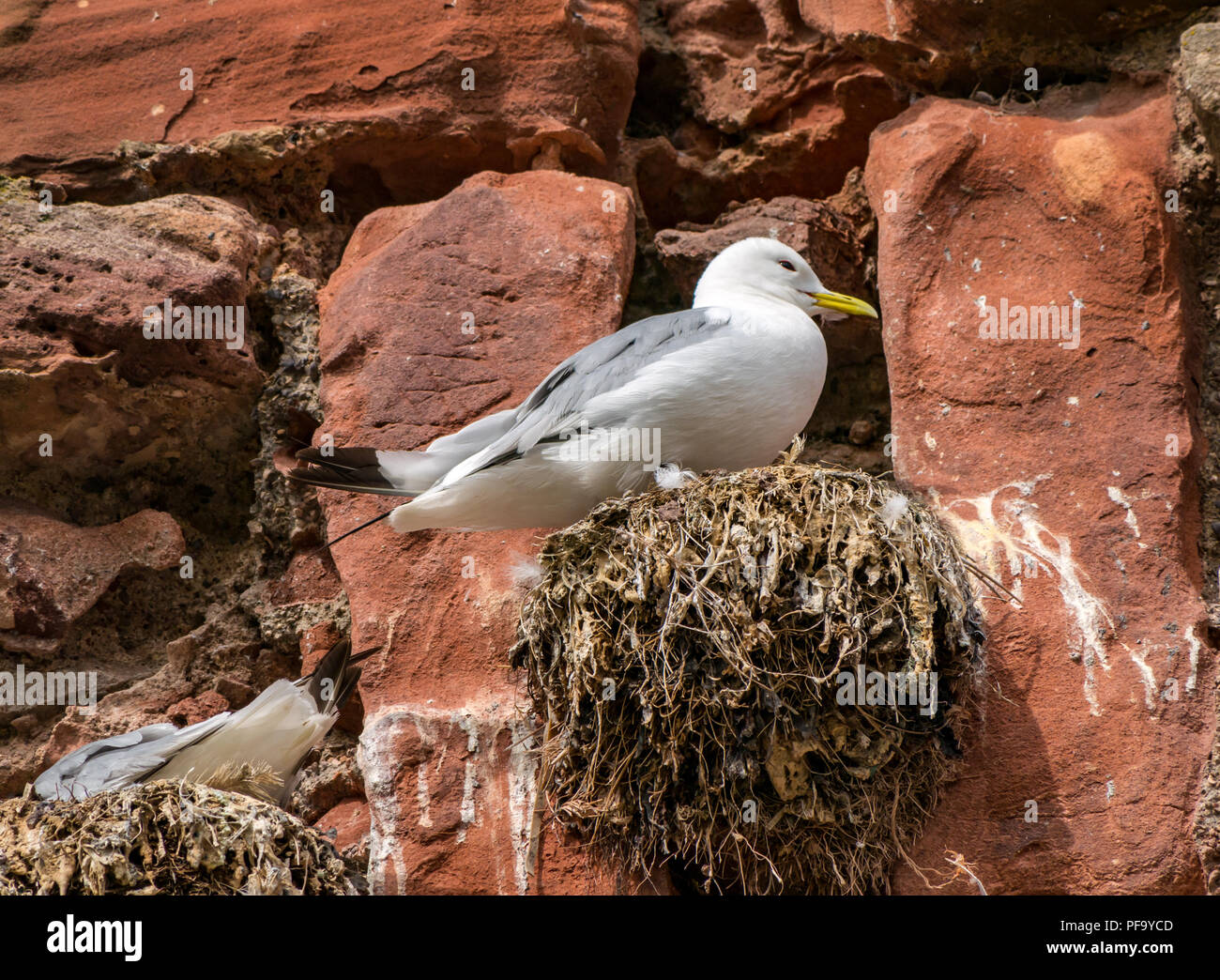 Nesting black legged kittiwake hi-res stock photography and images - Alamy