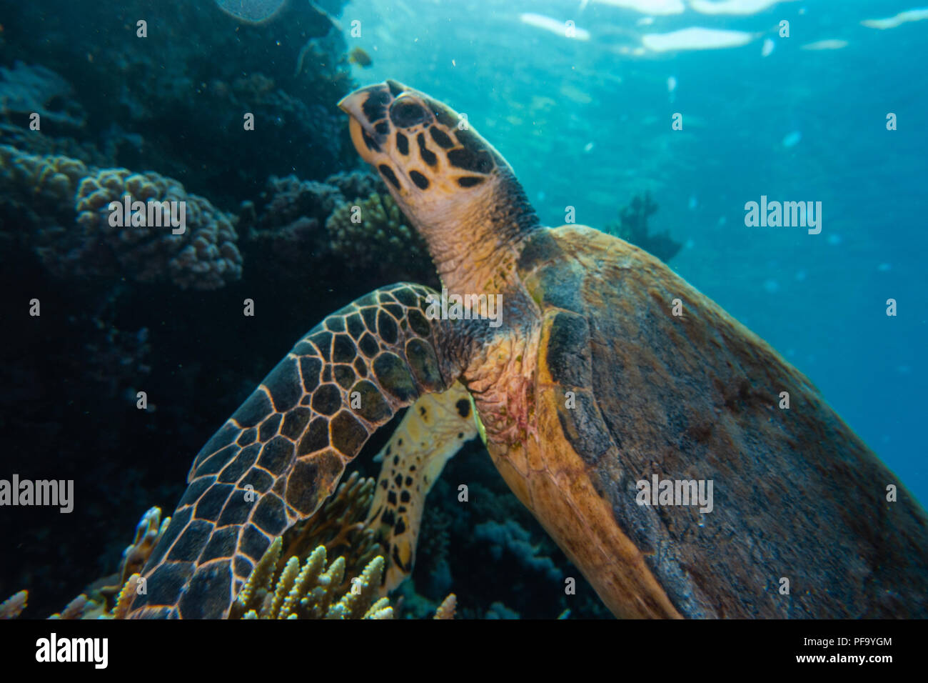 Hawksbill sea turtle in the Red Sea, dahab, blue lagoon sinai a.e Stock ...