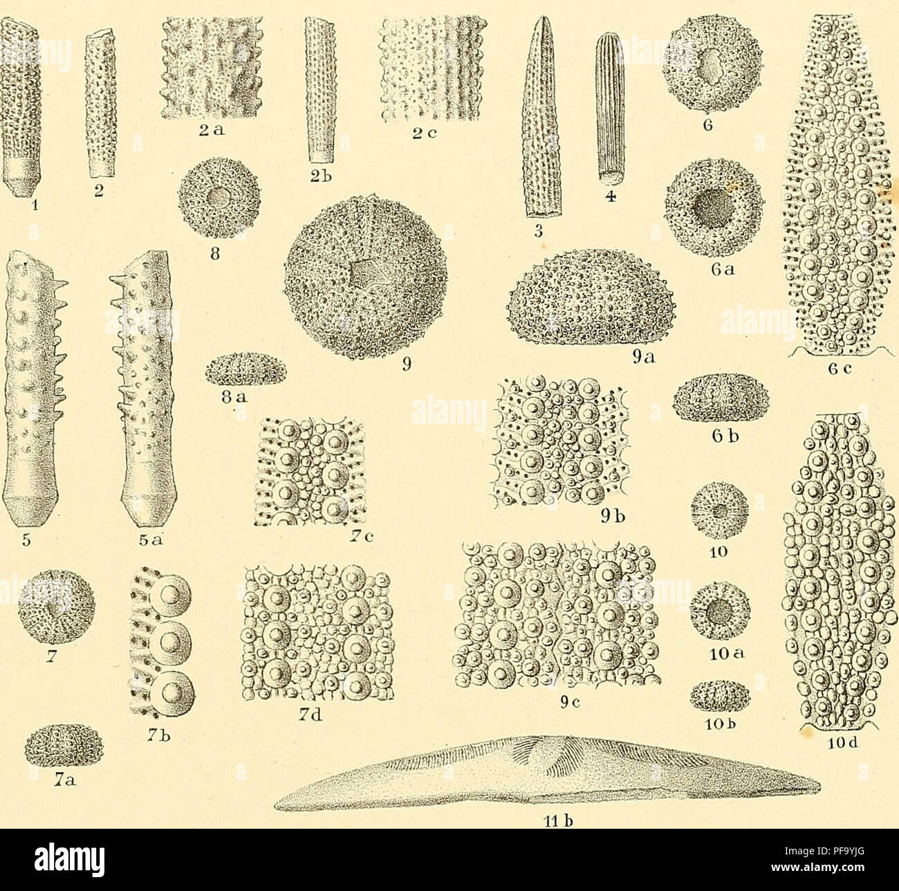 This work provides a paleontological description of tertiary ...