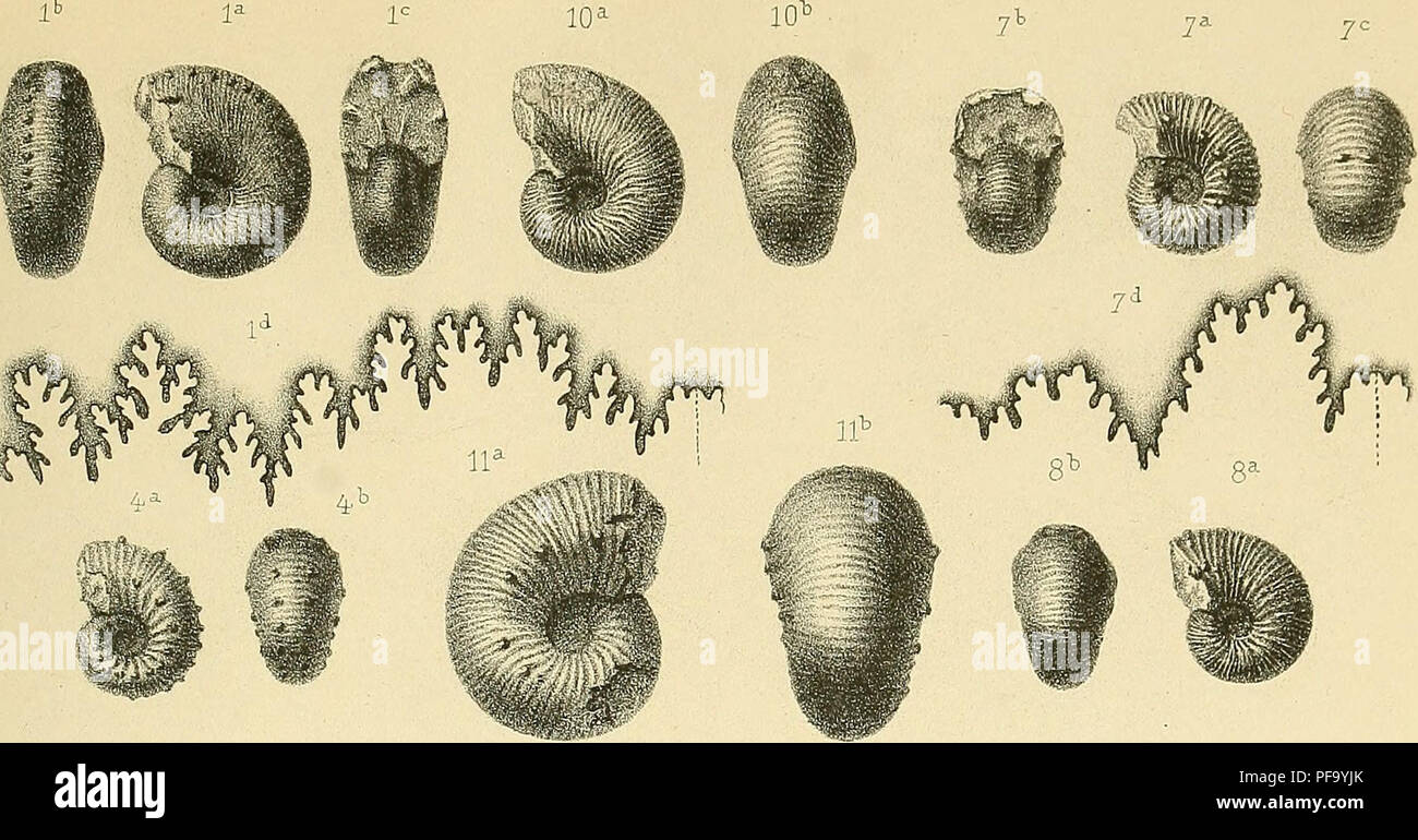 Classification of various ammonite species hi-res stock photography and ...