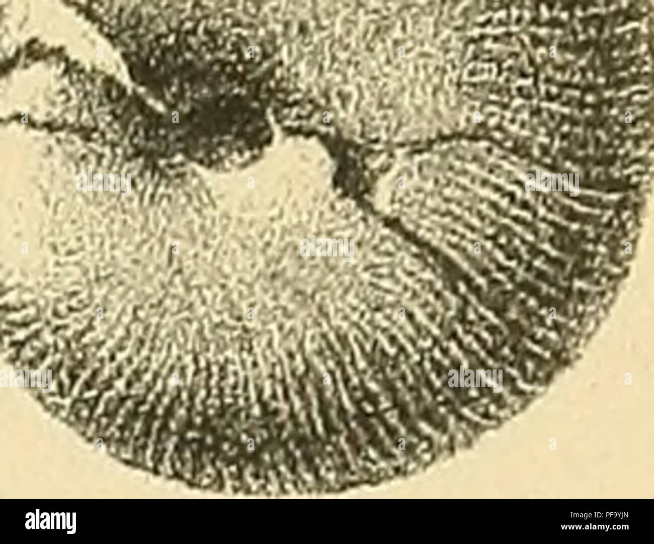 This paleontological description focuses on ammonites from the ...