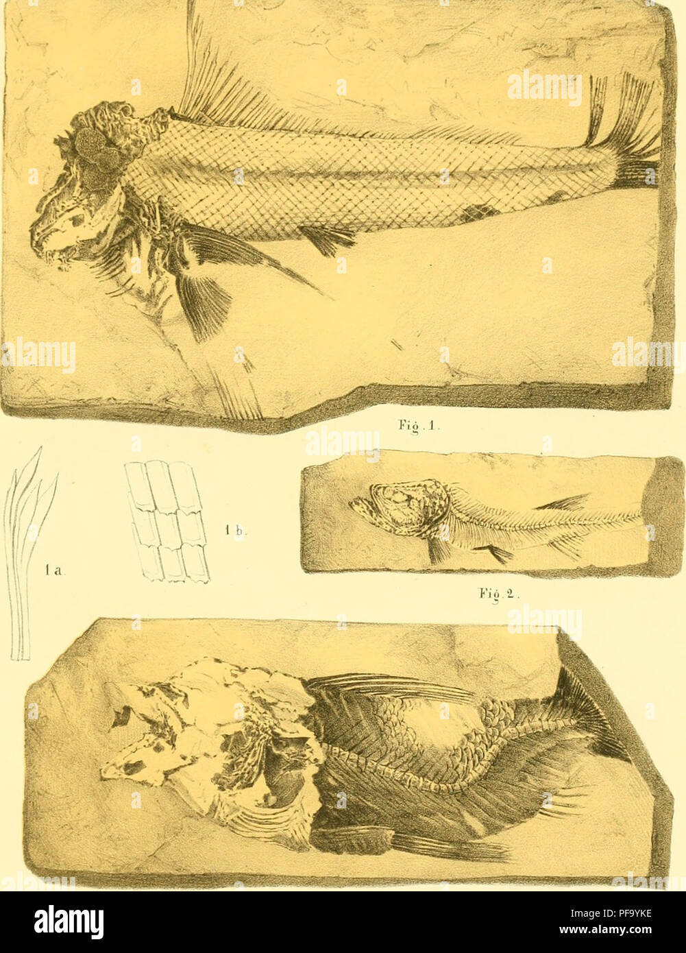 Osmeroides hi-res stock photography and images - Alamy