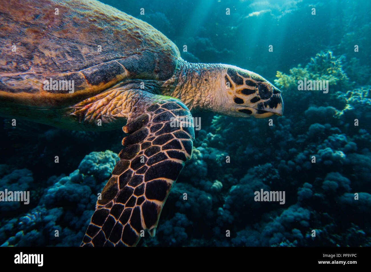 Hawksbill sea turtle in the Red Sea, dahab, blue lagoon sinai a.e Stock ...