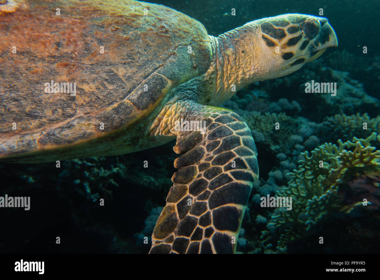 Hawksbill sea turtle in the Red Sea, dahab, blue lagoon sinai a.e Stock ...